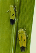 Leafhopper - Banglapedia