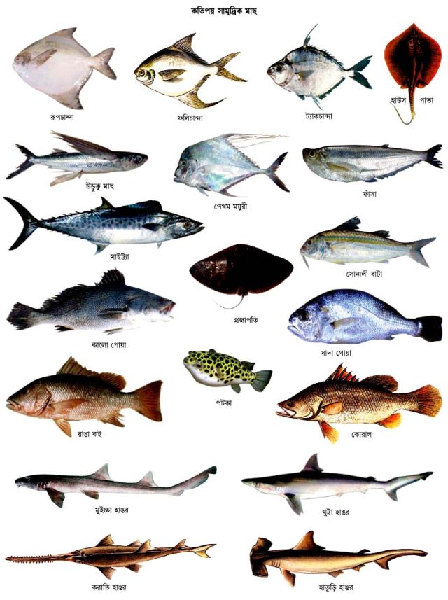 File:Fish3.jpg - Banglapedia