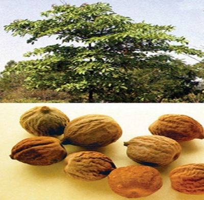 Bohera - Banglapedia