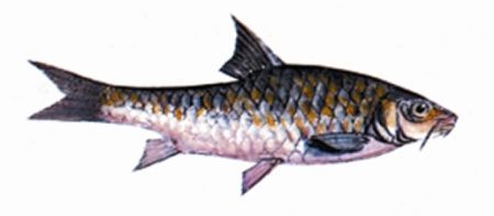 Mahseer - Banglapedia