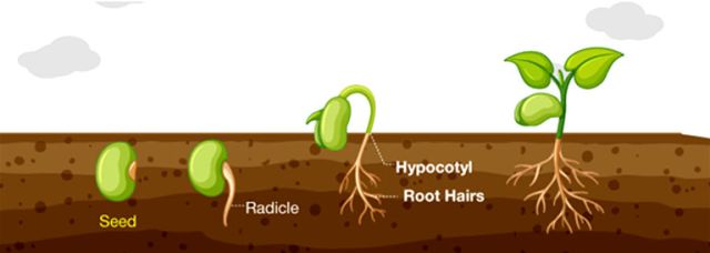 Germination - Banglapedia